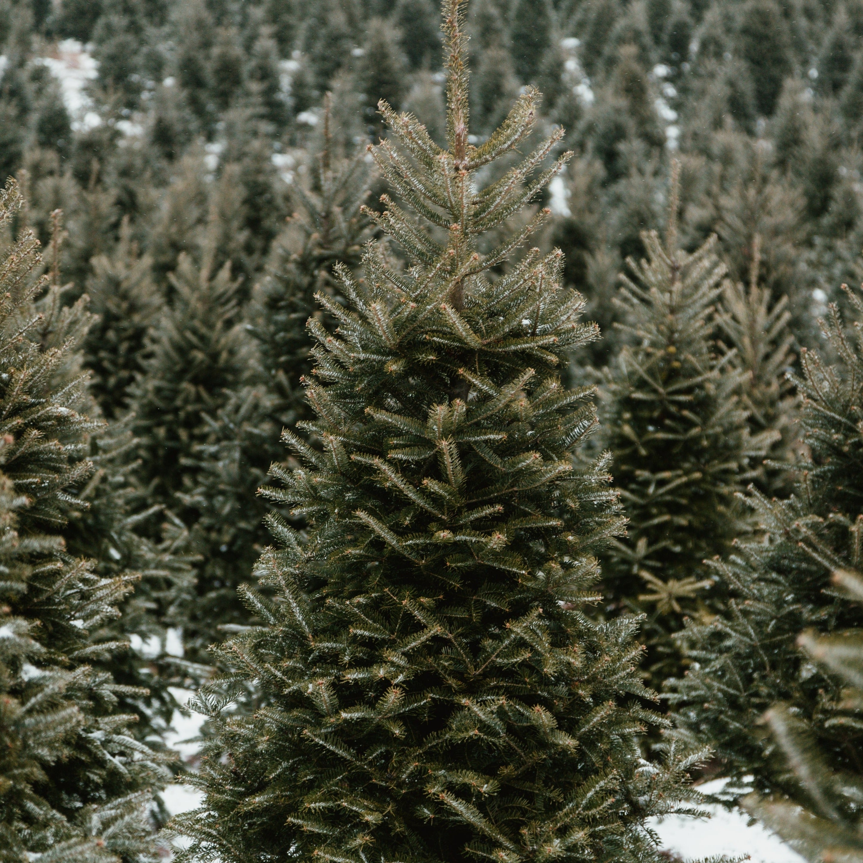 Christmas Tree – Foster Candle Company